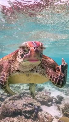 sassy pooja | Search Snapchat Creators, Filters and Lenses